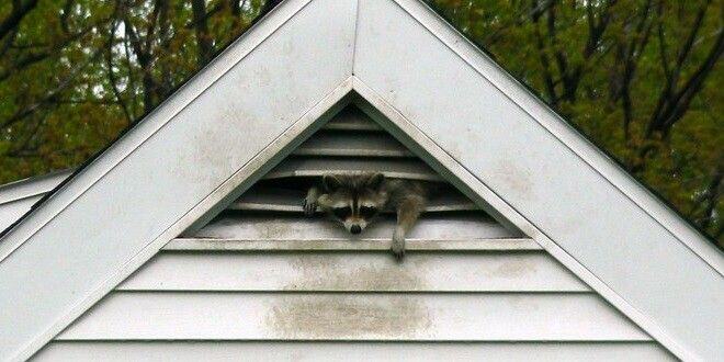 How to Get Rid of Raccoons