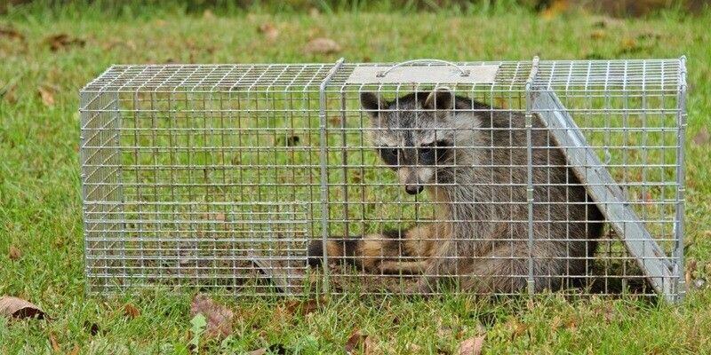 How to Get Rid of Raccoons