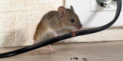 How To Tell If You Have A Mouse
