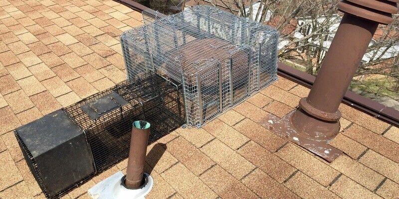 How to Get Rid of Raccoons