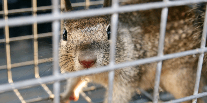 How to Get Rid of Squirrels - HY-C