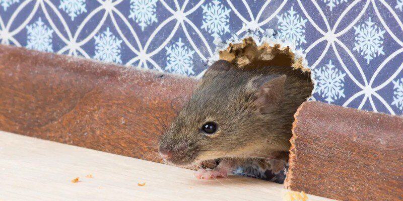 What Sort of Damage Do Rodents Cause? - HY-C