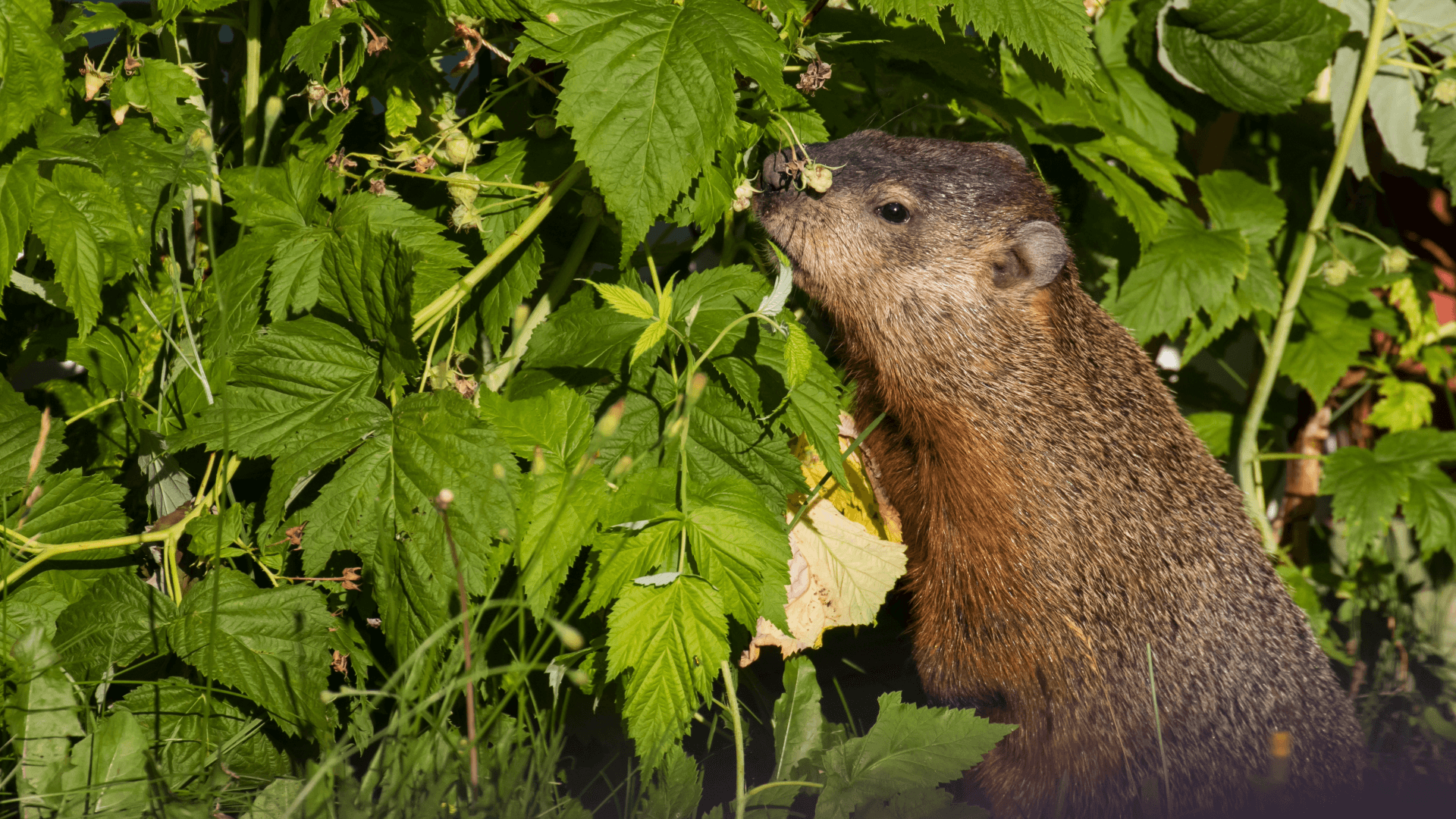 Summer Groundhog Trapping: Why It’s Hard and What Works